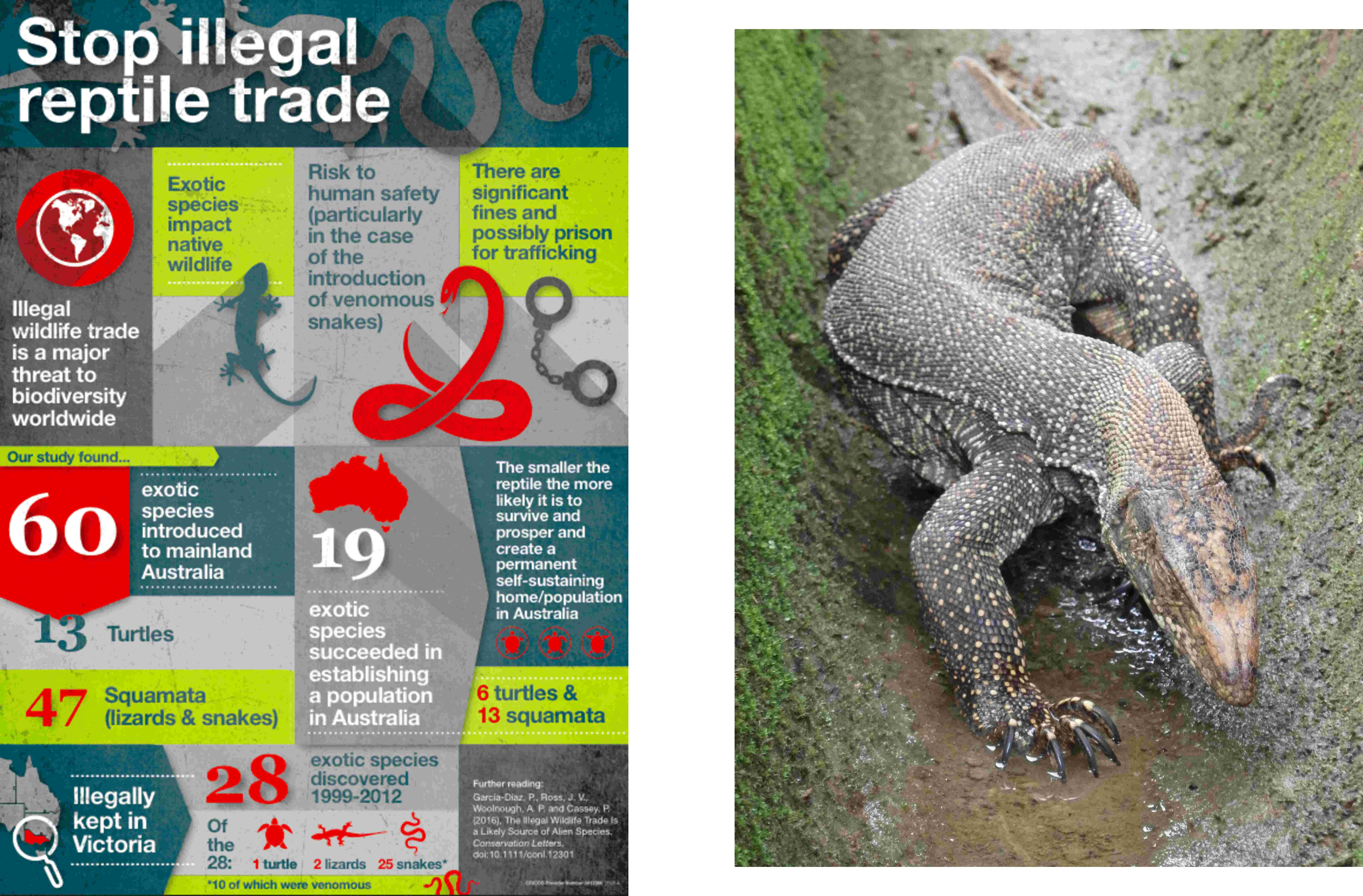 Cassey Invasion Ecology